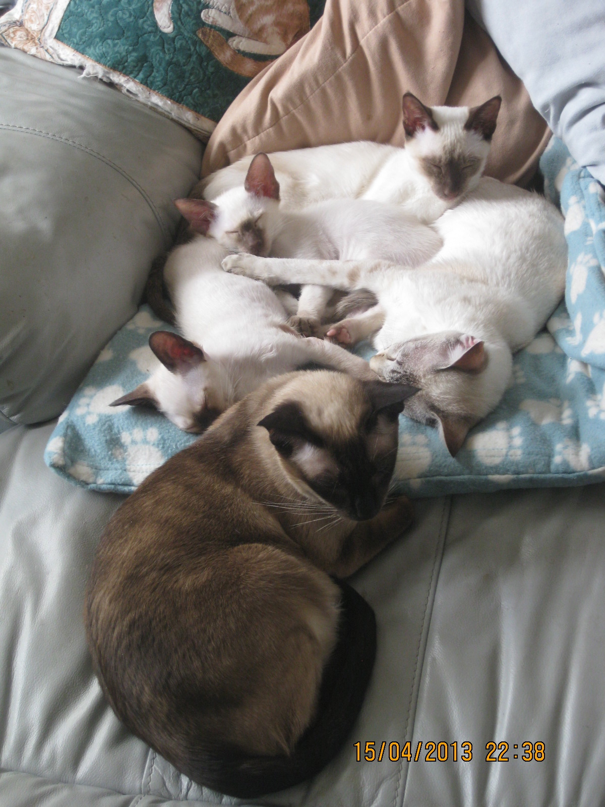 Tonkyway and Sialaxy - Tonkinese and Traditional Siamese Thai